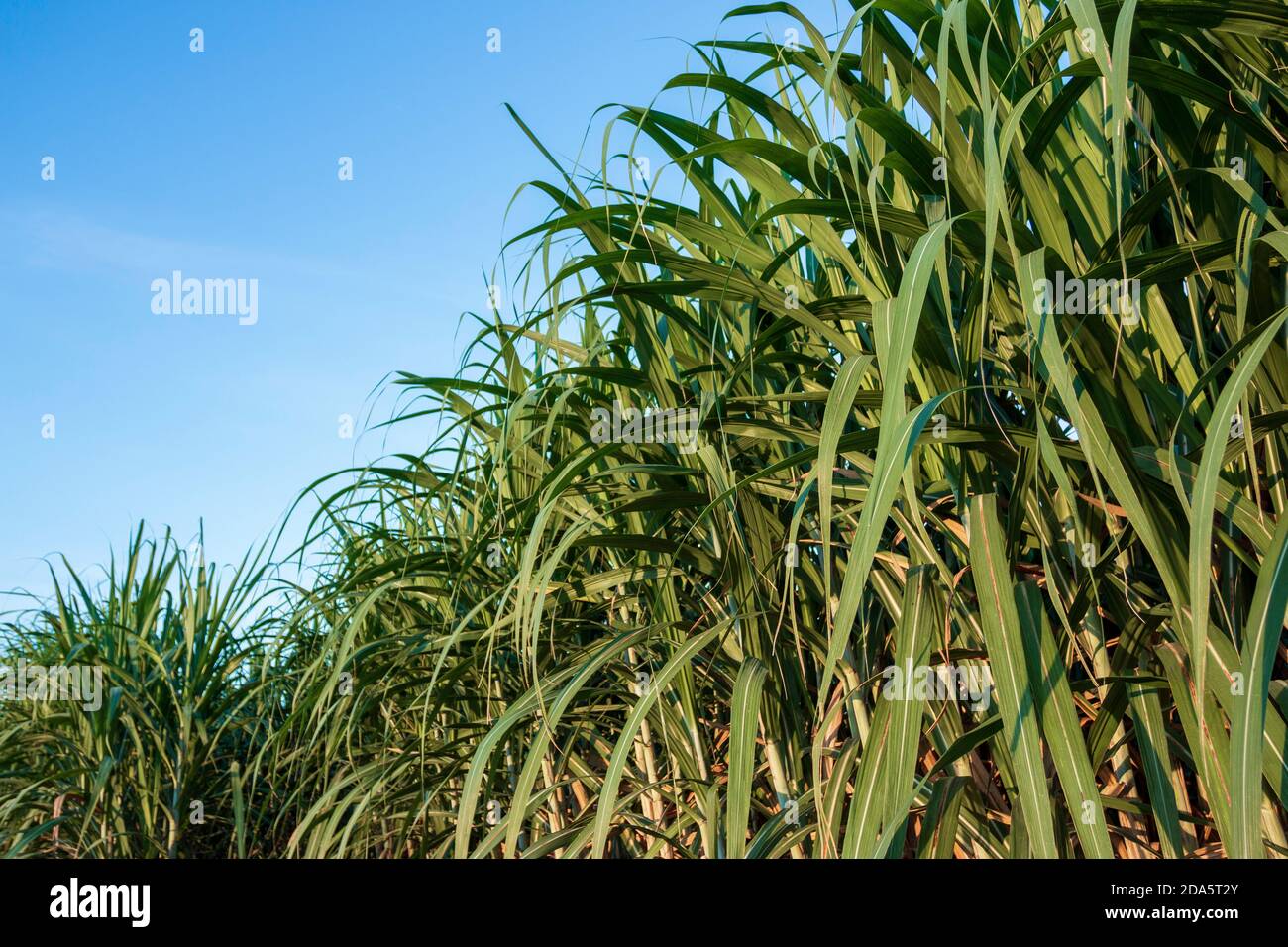 Beautiful green cane tree on blue sky, nature background theme Stock ...