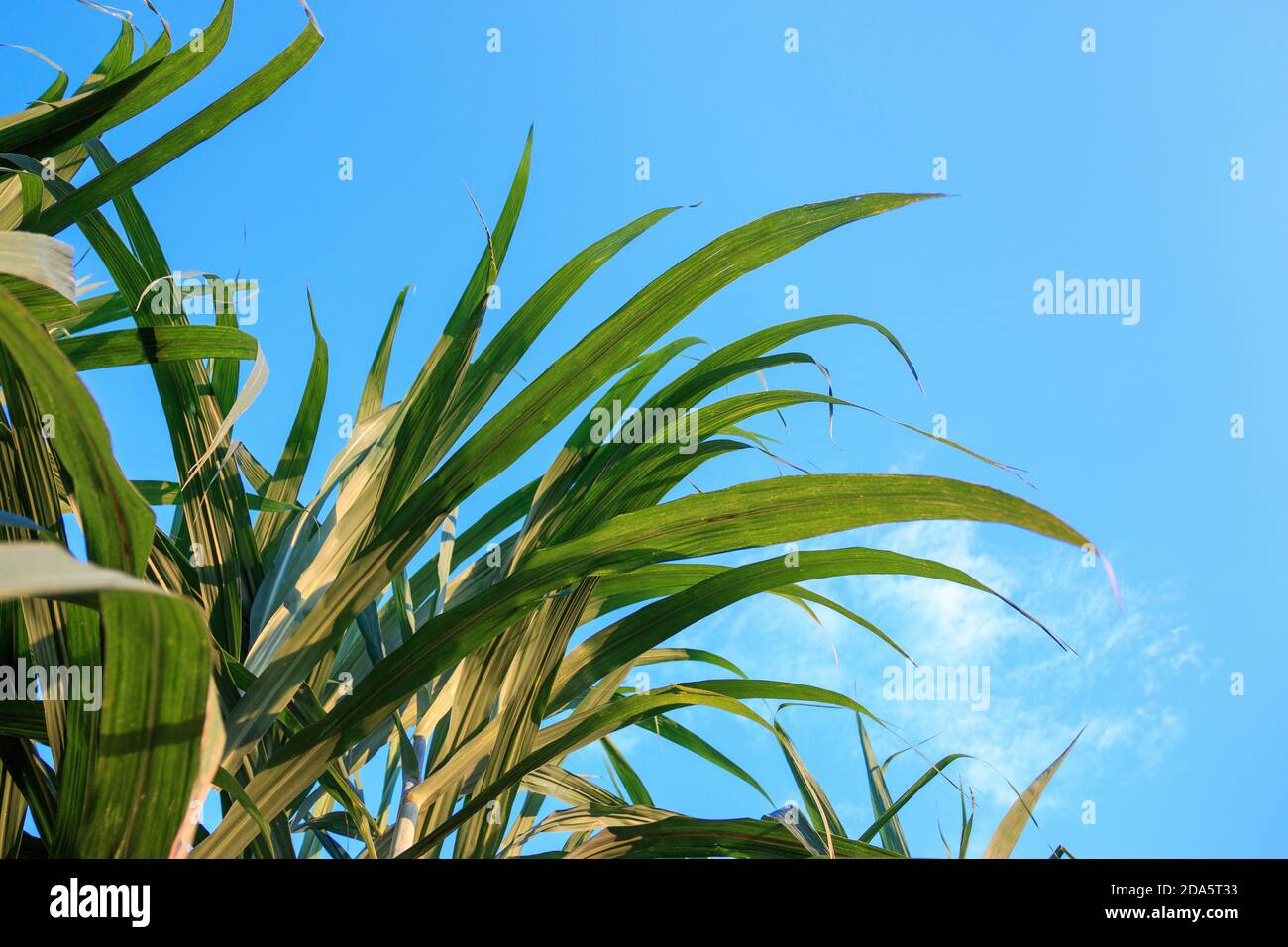 Cane tree hi-res stock photography and images - Alamy
