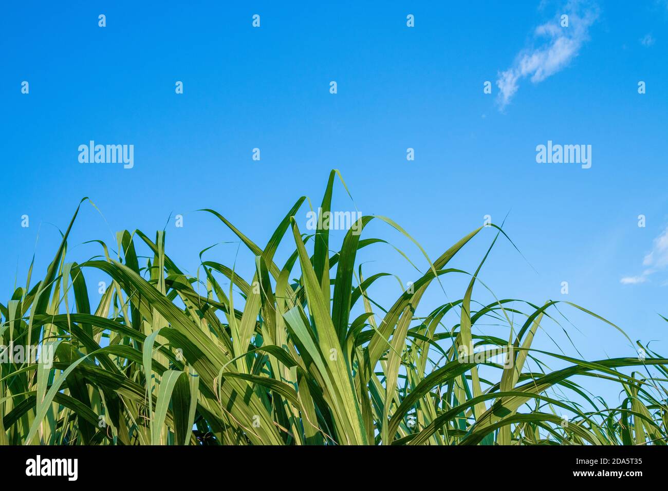 Green cane hi-res stock photography and images - Alamy