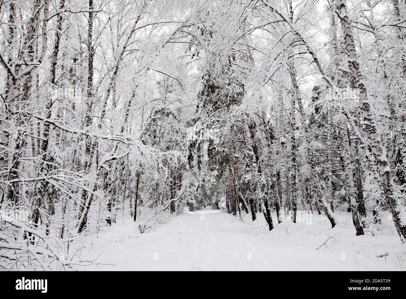 road in the winter snowy forest woods Stock Photo - Alamy