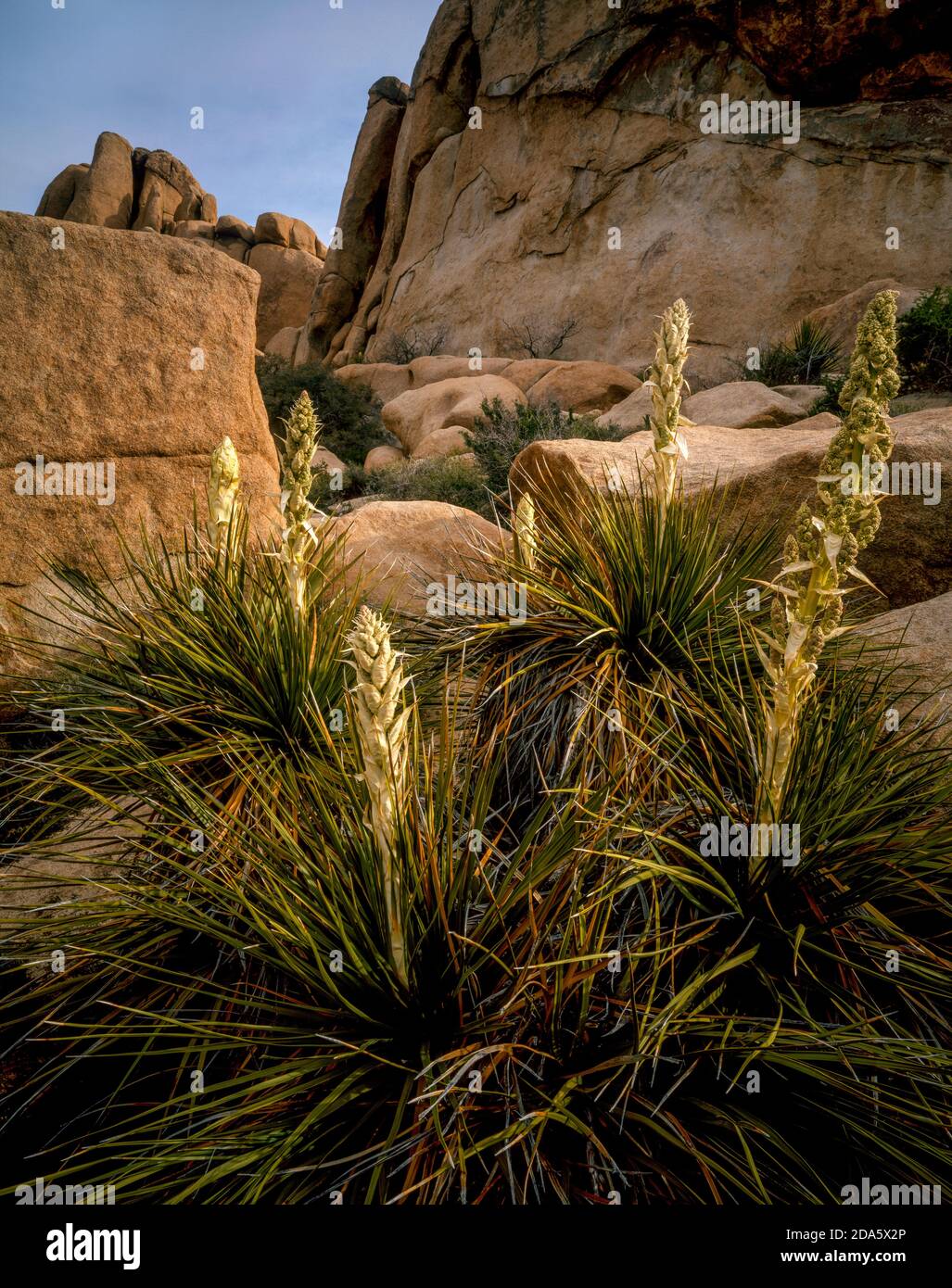 Nolina hi-res stock photography and images - Alamy