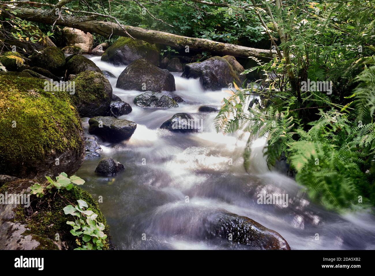 Stony stream hi-res stock photography and images - Alamy