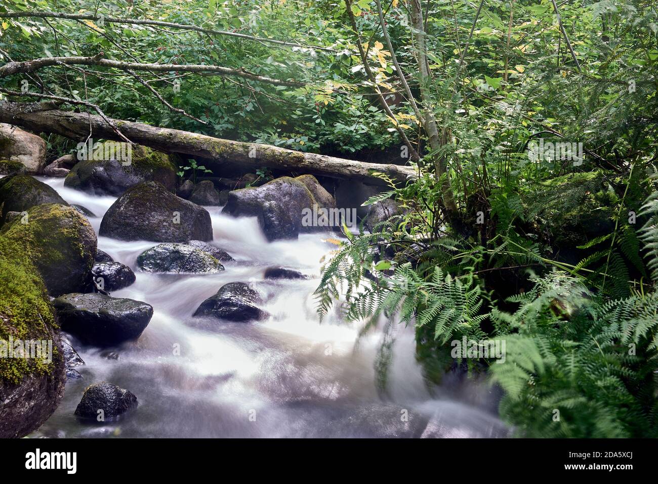 Stony stream hi-res stock photography and images - Alamy
