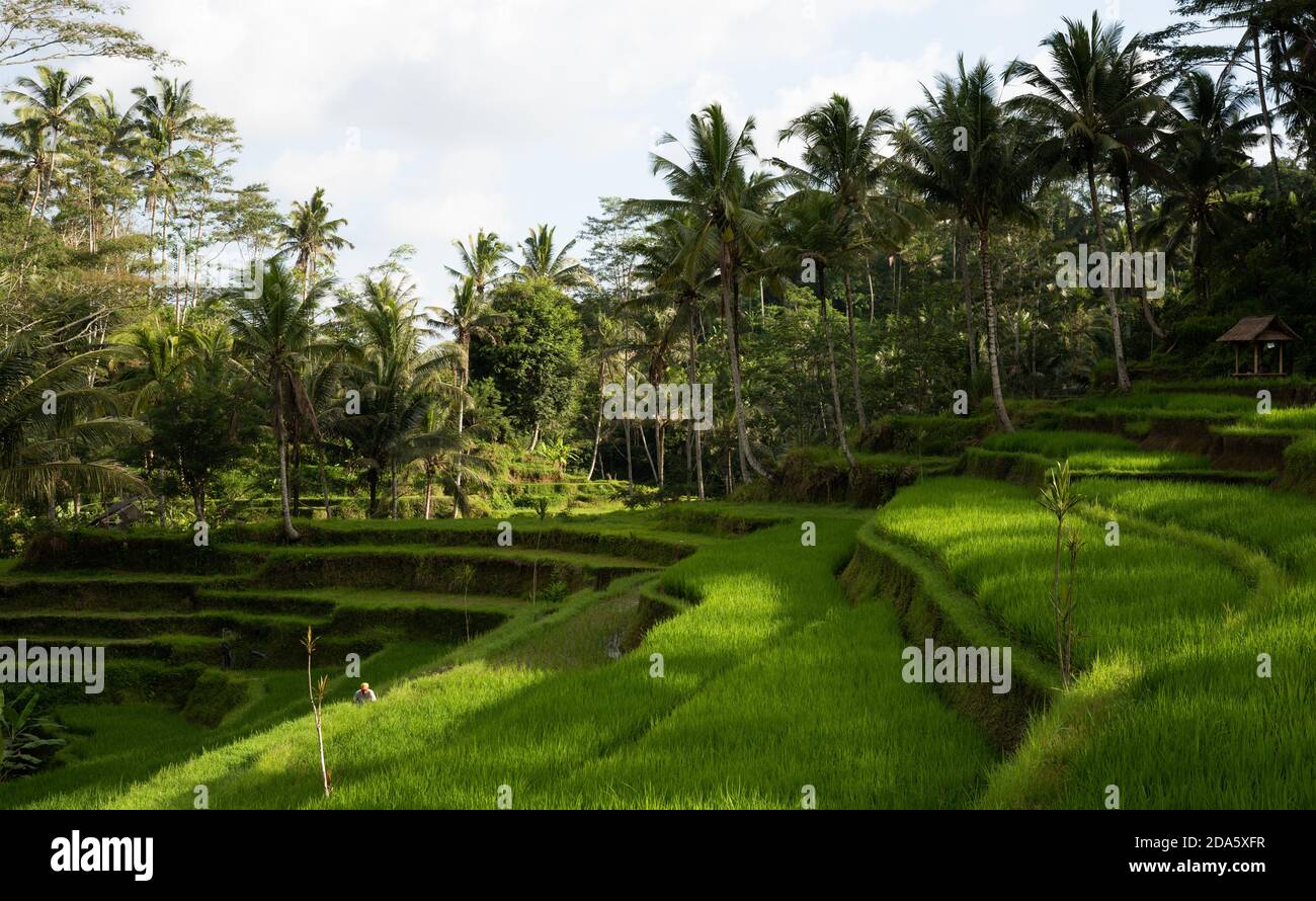 Terraced rice fields and jungle trees ready for harvest on a irrigation ...