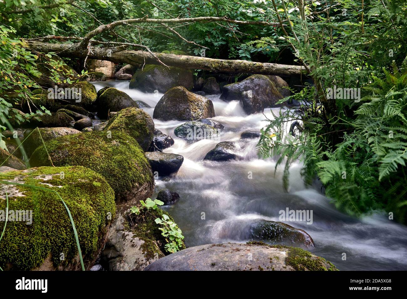 stony stream in the forest area Stock Photo - Alamy