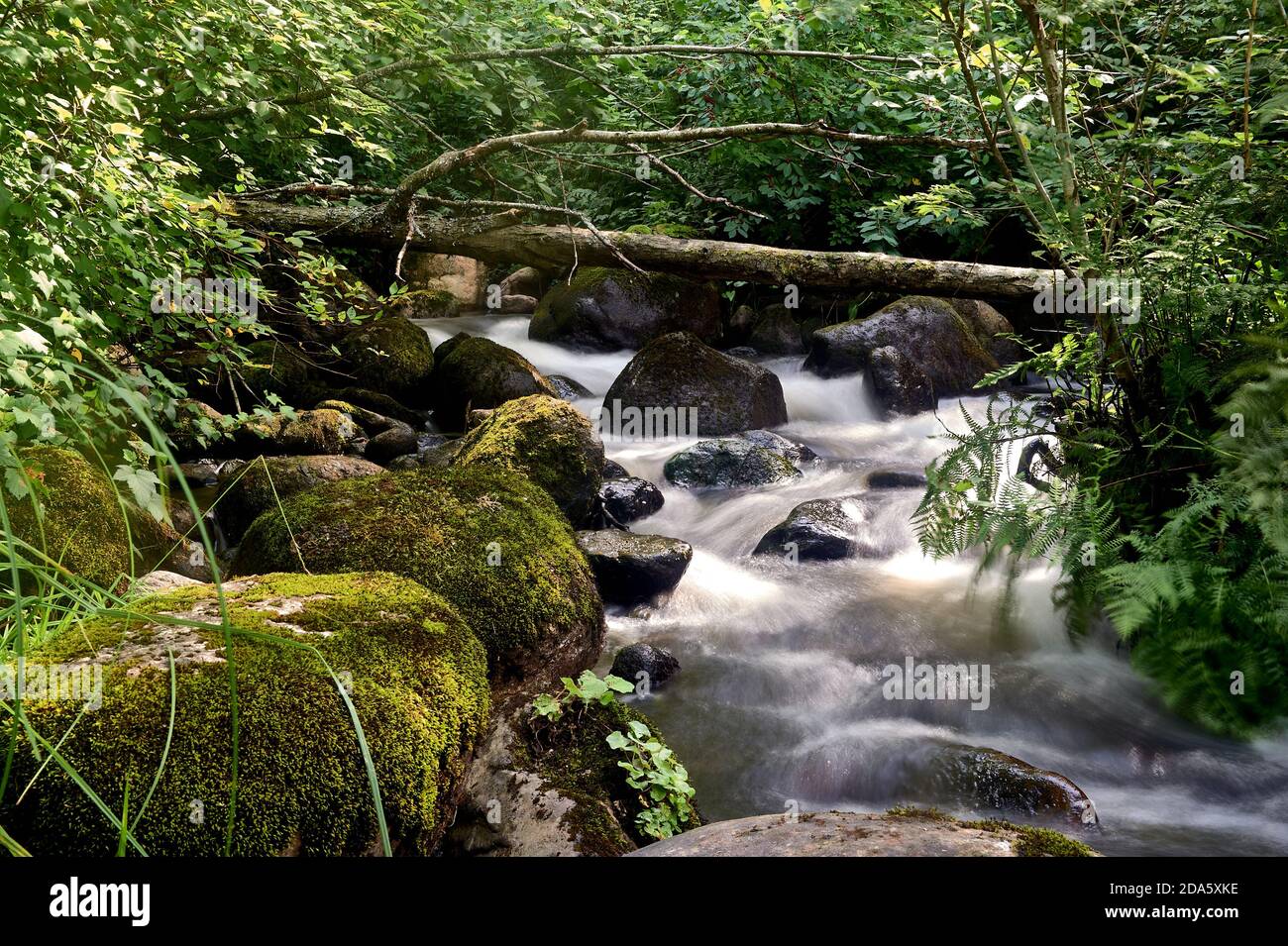 Stony stream hi-res stock photography and images - Alamy
