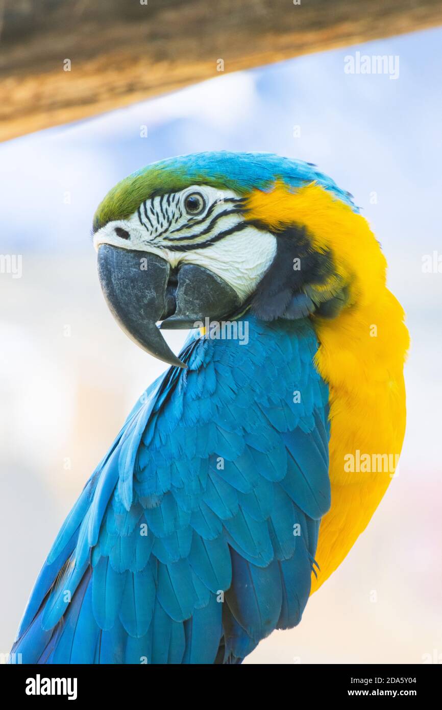 Close up Bird Blue-and-yellow macaw Stock Photo - Alamy