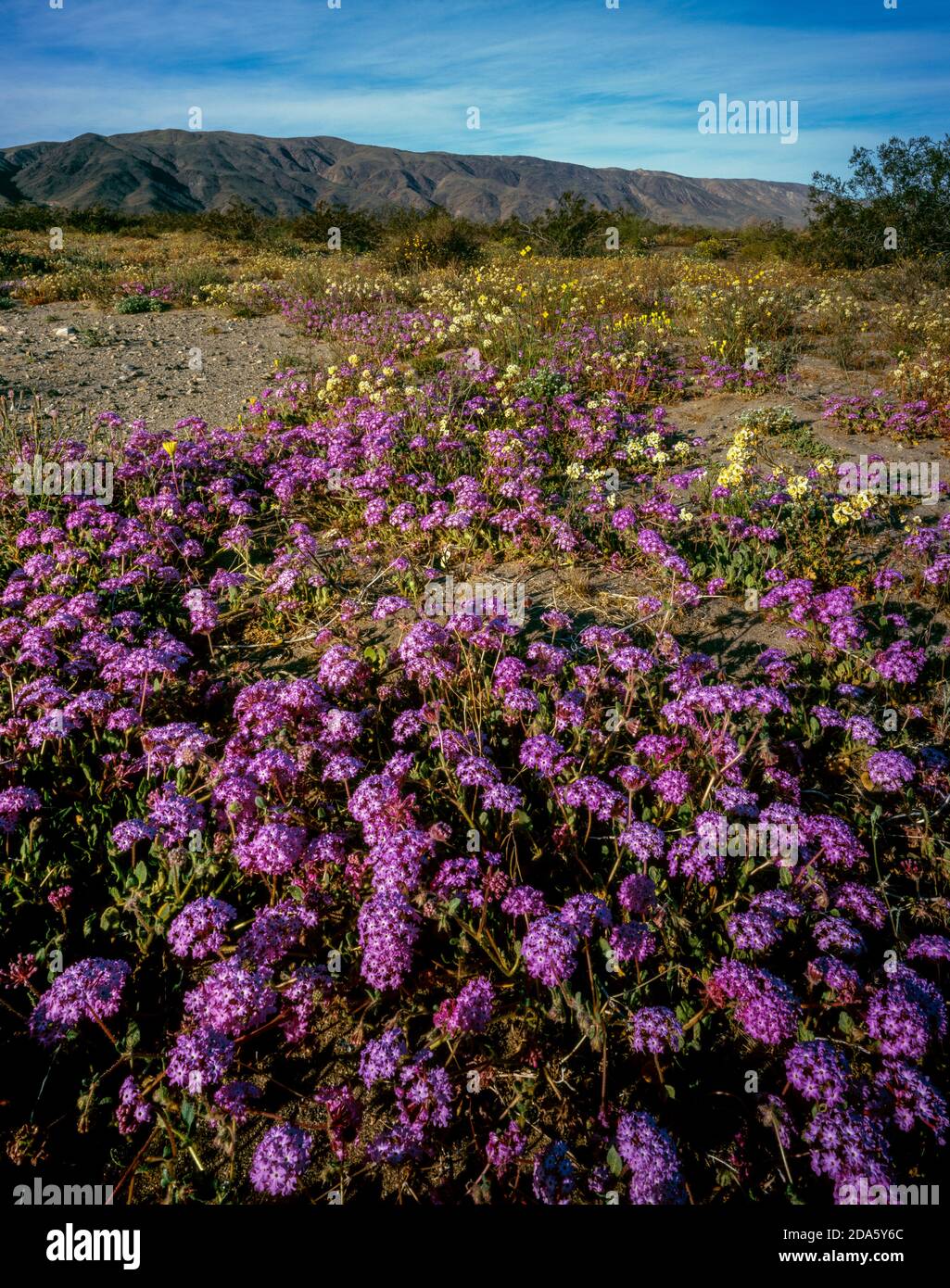 Pinto basin hi-res stock photography and images - Alamy