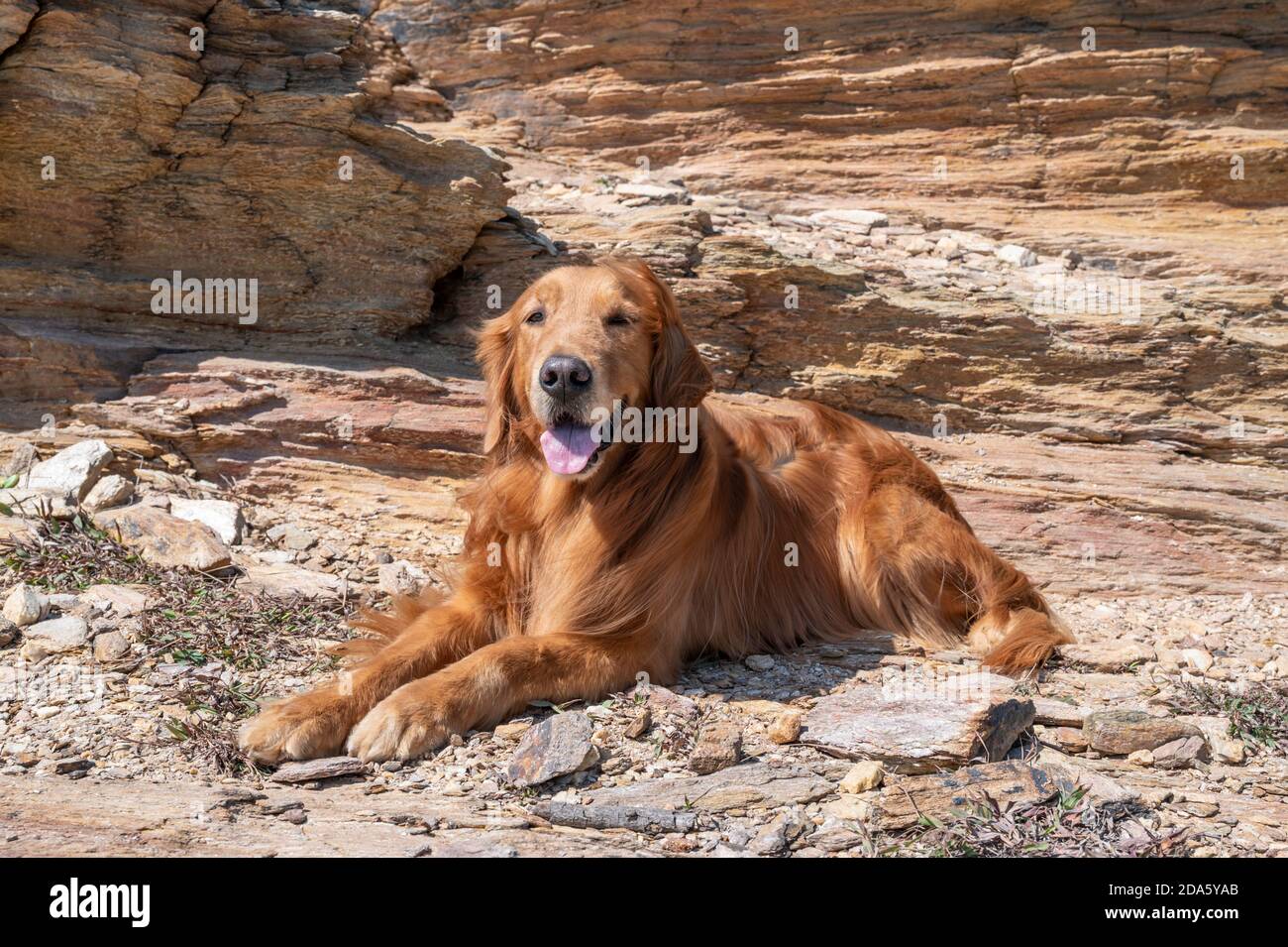 Golden Retriever lying on the Gobi Rock Stock Photo - Alamy