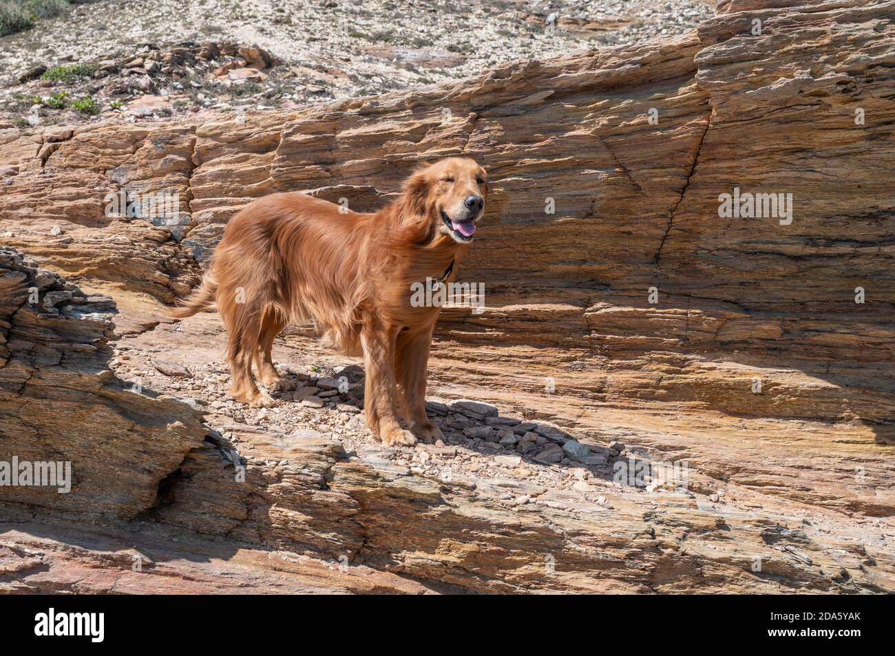Golden Retriever standing on the Gobi Rock Stock Photo - Alamy