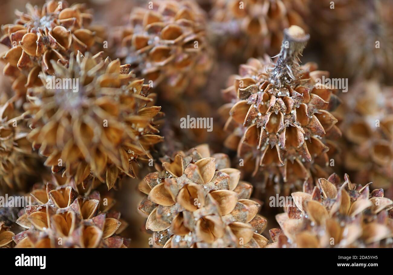 Tiny Pine Cones High Resolution Stock Photography and Images - Alamy