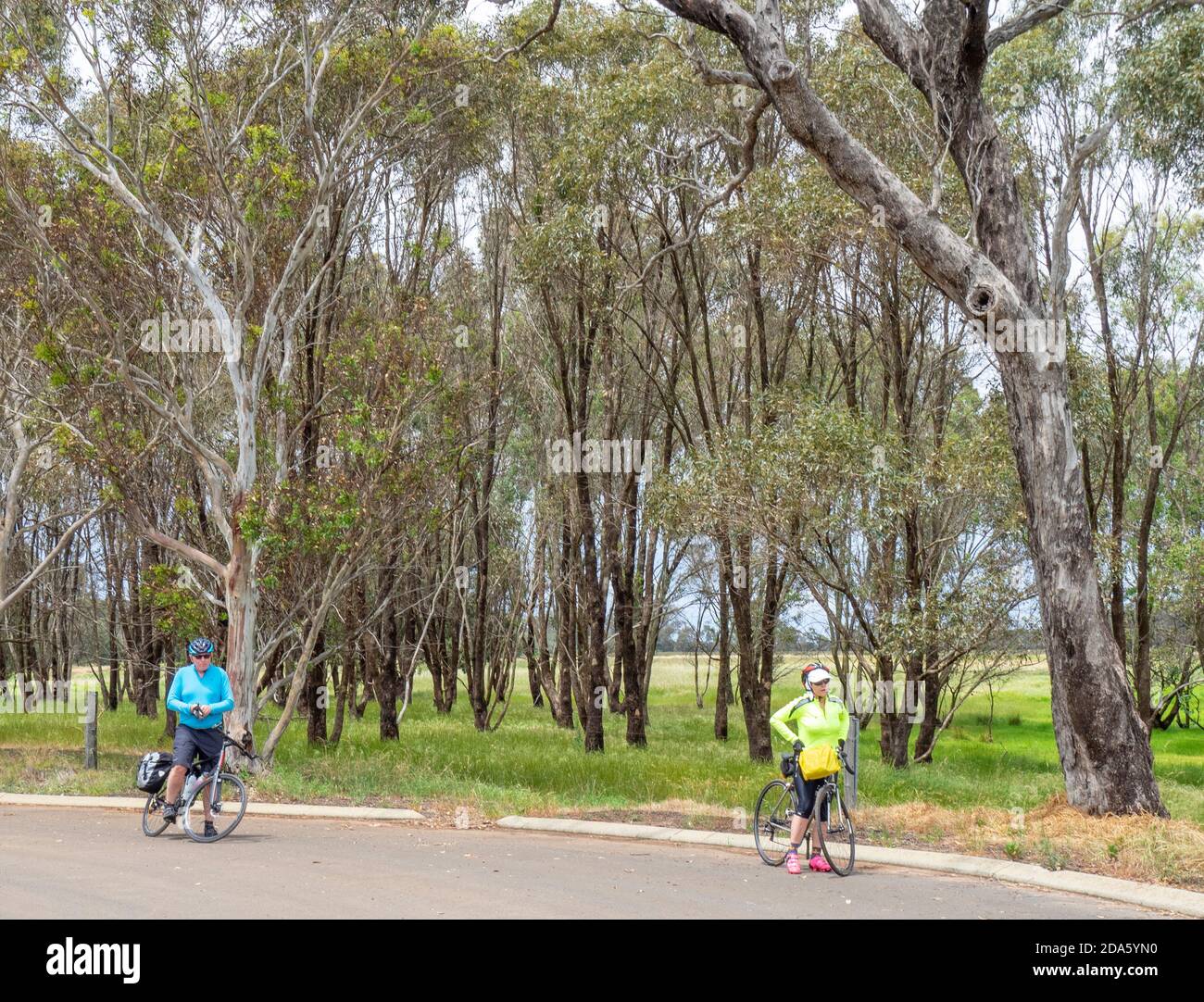 Touring cyclists travelling on vacation riding bicycles by Tuart Forest ...