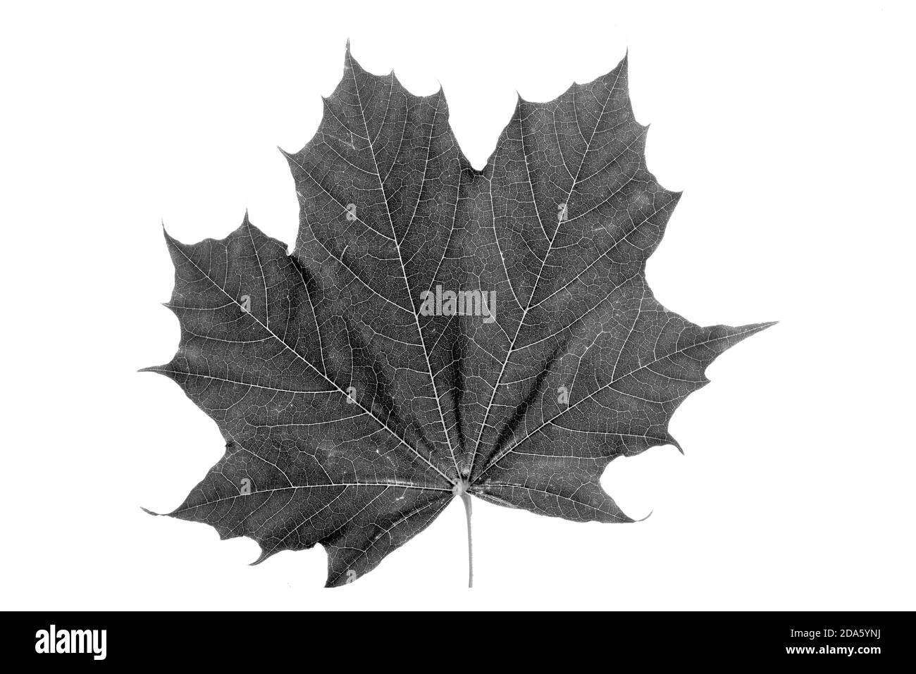 Petiole veins Black and White Stock Photos & Images - Alamy