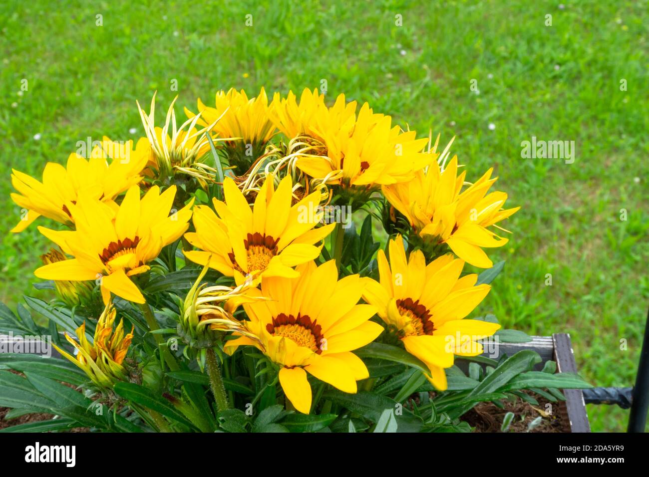 Bright trendy yellow rudbeckia or Black Eyed Susan flowers in the green ...