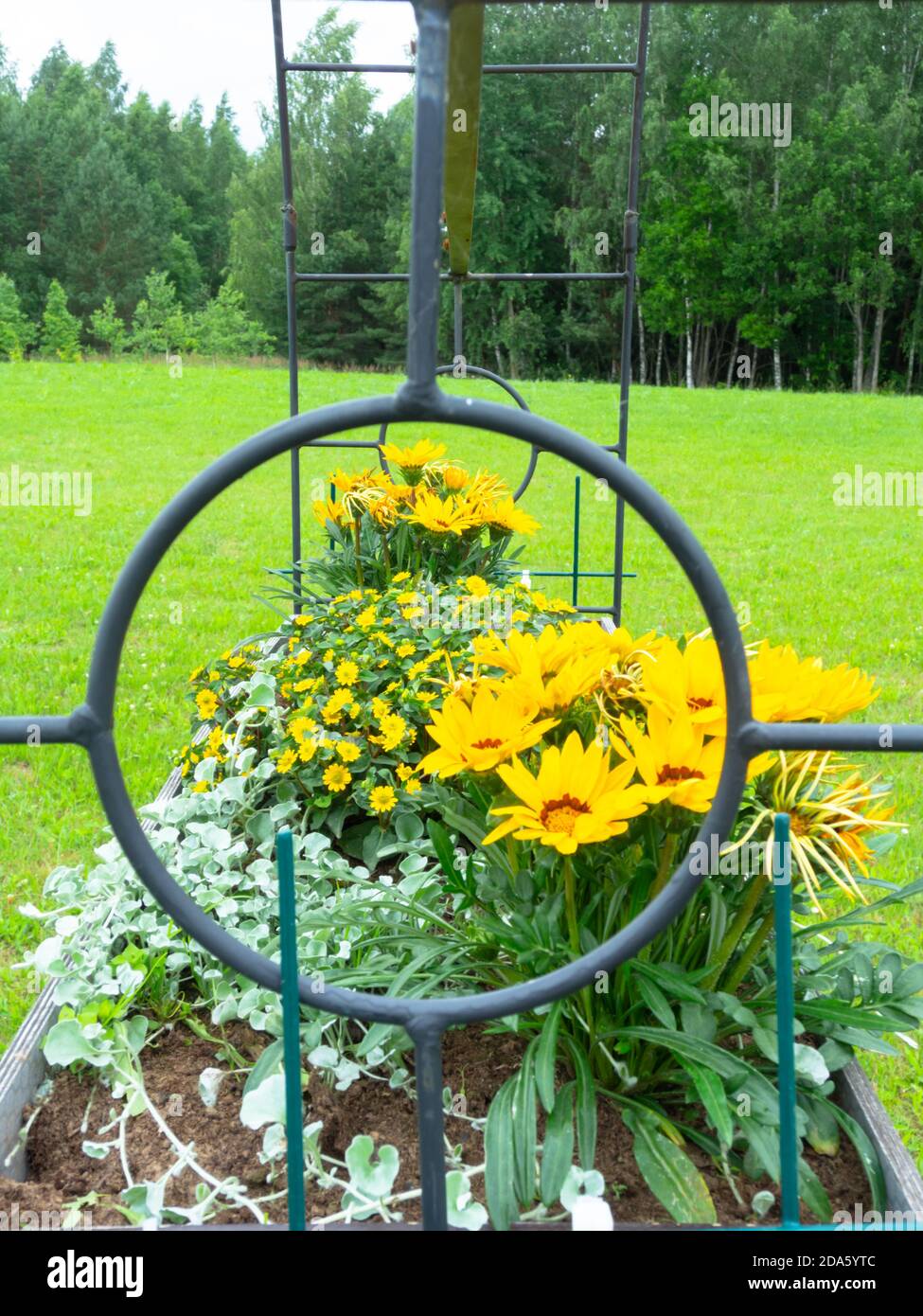 Bright trendy yellow rudbeckia or Black Eyed Susan flowers in the green ...