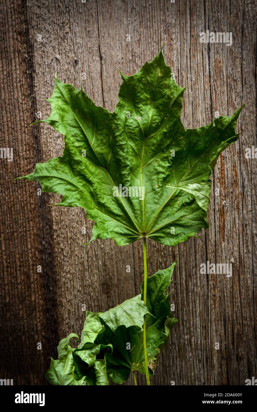 Pleated and ribbed norwegian maple leaf on brown wooden plank ...