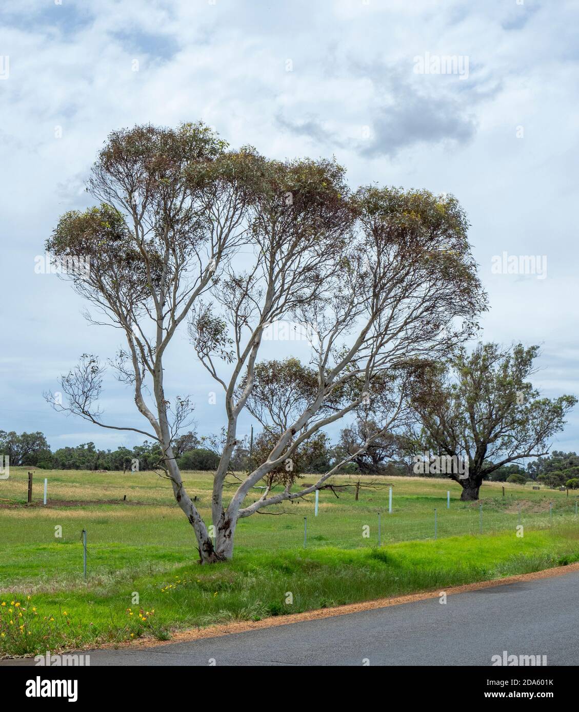 Tuart gum eucalyptus tree hi-res stock photography and images - Alamy