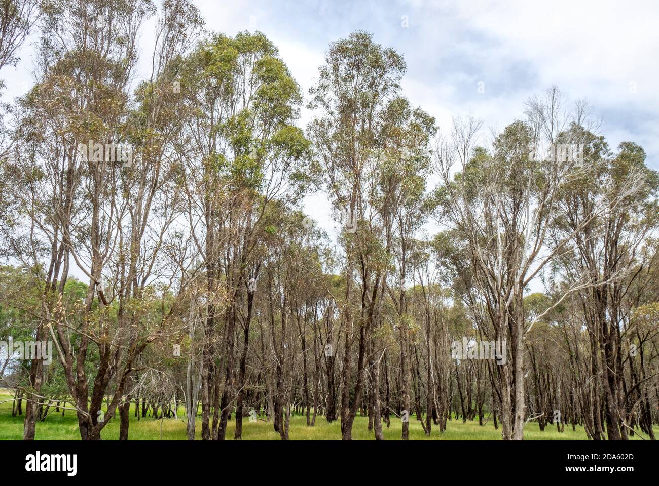 Young tuart eucalyptus trees growing Capel Western Australia Stock ...