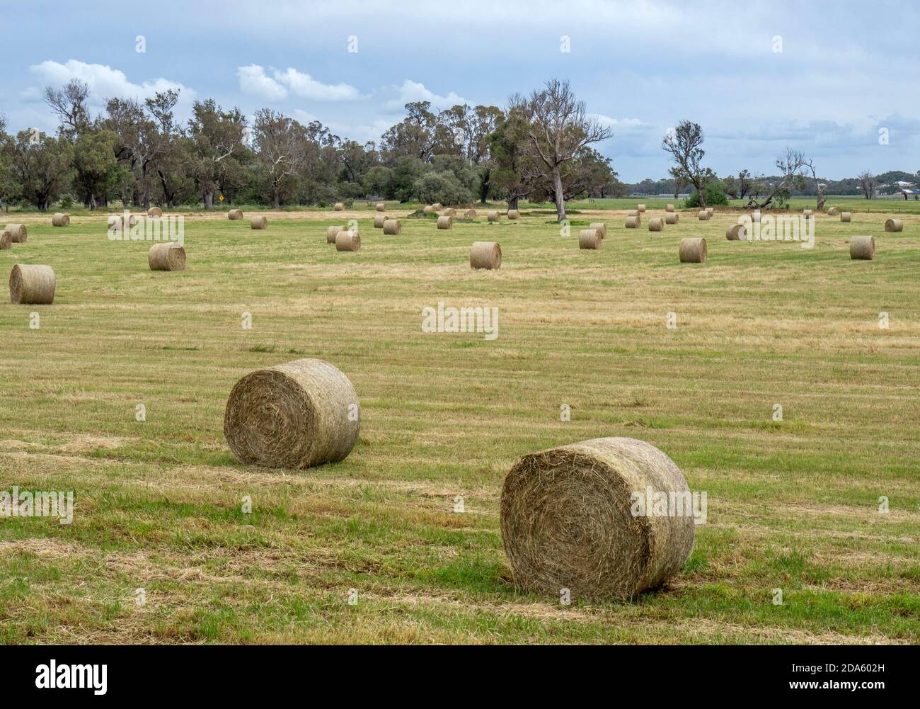 Australian Wheat Harvest High Resolution Stock Photography and Images ...