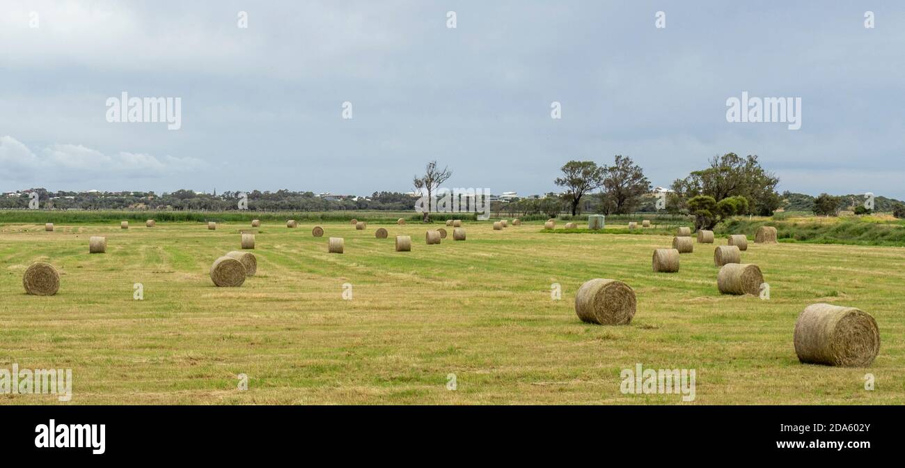 Australian Wheat Harvest High Resolution Stock Photography and Images ...