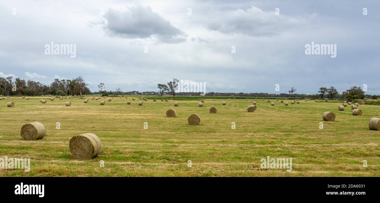 Australian Wheat Harvest High Resolution Stock Photography and Images ...