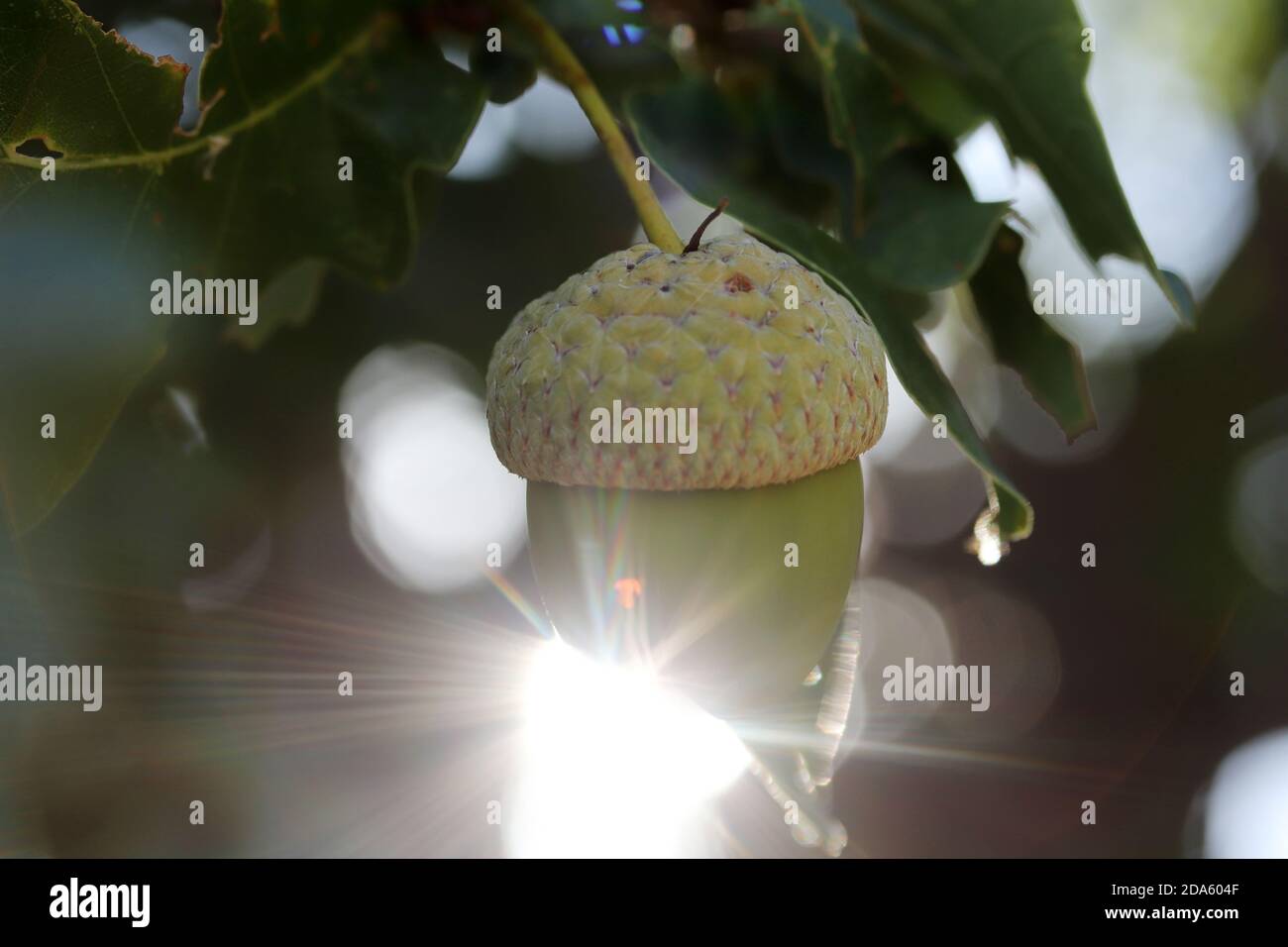 Fresh and young acorn on the tree Stock Photo - Alamy