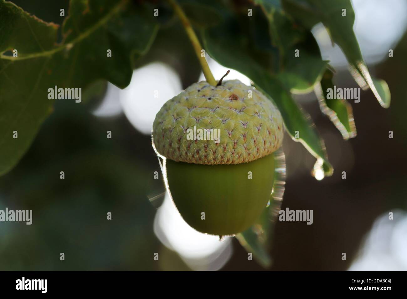Fresh and young acorn on the tree Stock Photo - Alamy