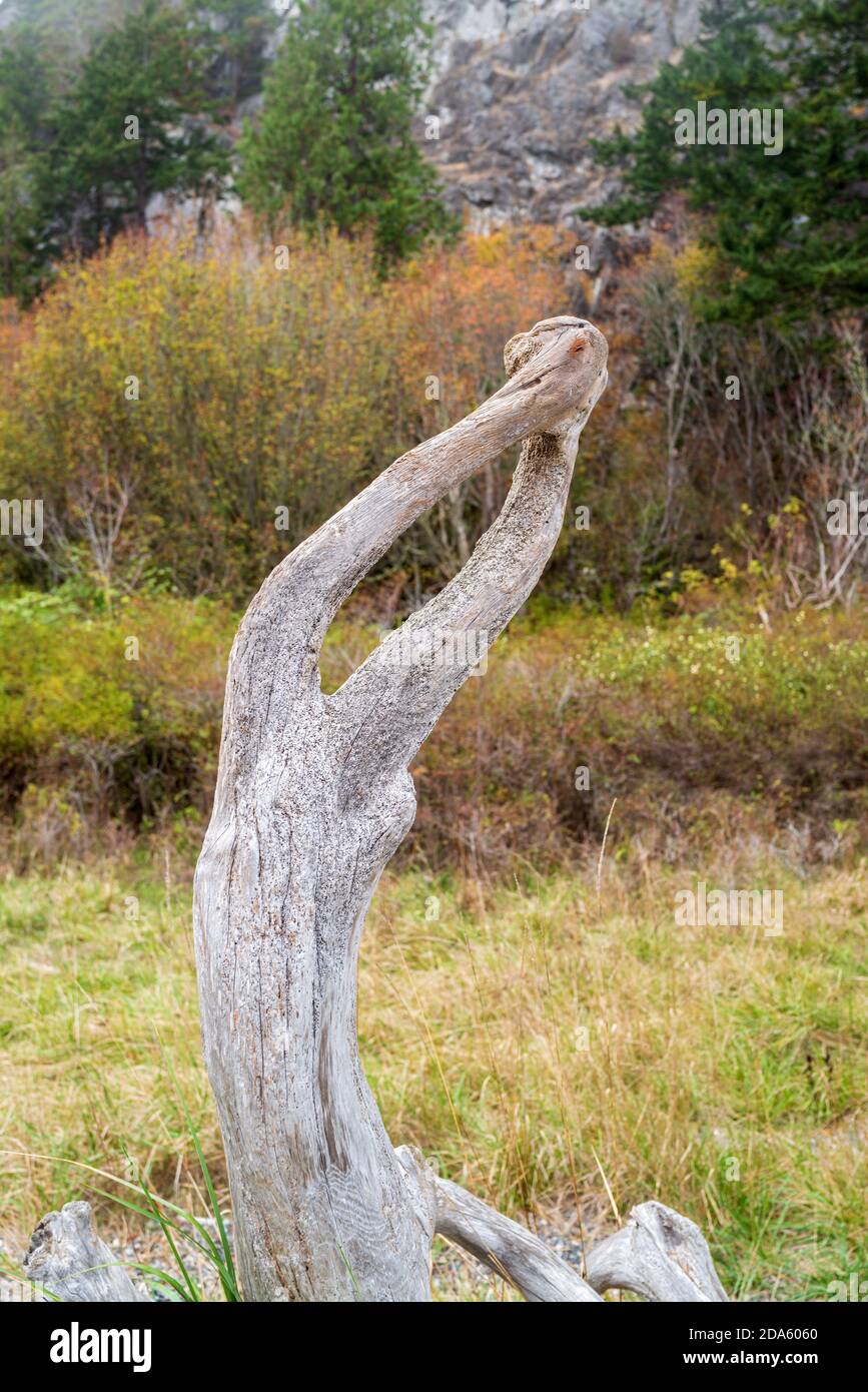 driftwood; tree; hands; arms; twisted; branch; branches; upright; Pareidolia; standing; abstract ...