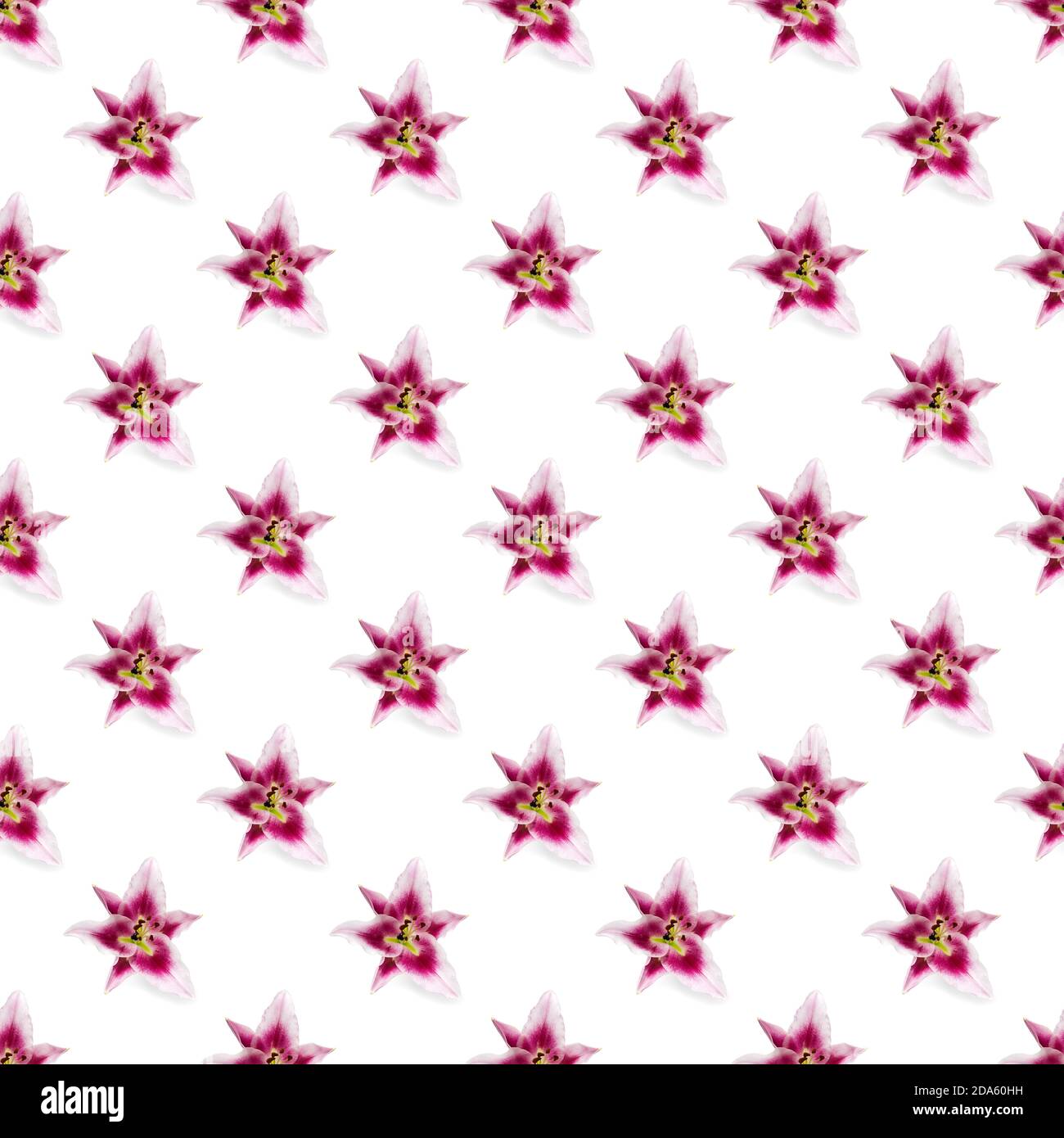 seamless pattern of Lily flower bloom. Lily flowers over white ...