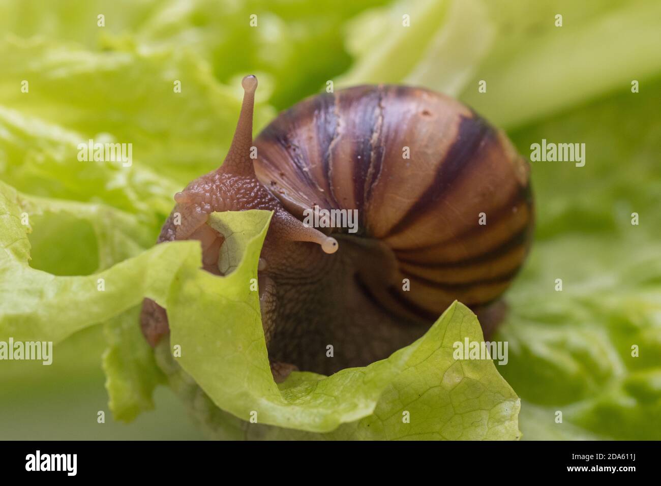 Small slug eats leaf hi-res stock photography and images - Alamy