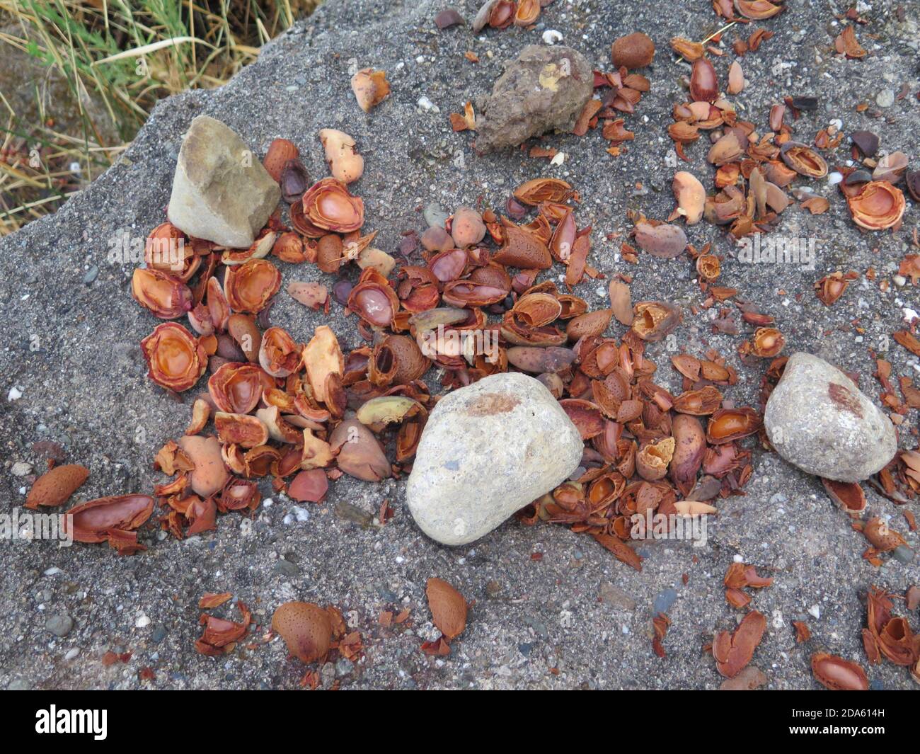 Flat granite block used for almond cracking Stock Photo - Alamy