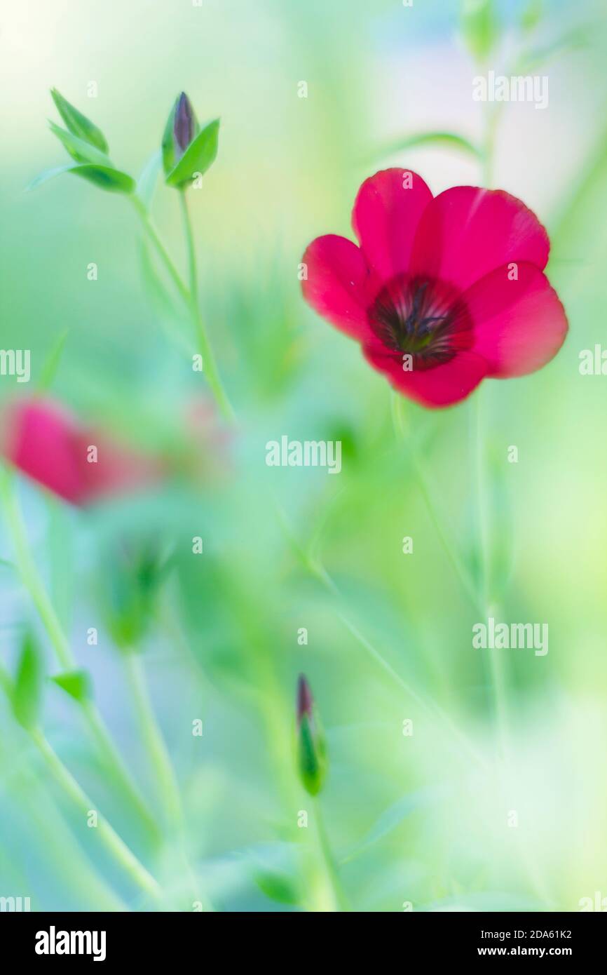 Red garden flax flower on blurred green background Stock Photo - Alamy