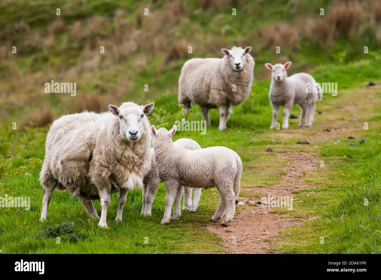 Female sheep hi-res stock photography and images - Alamy