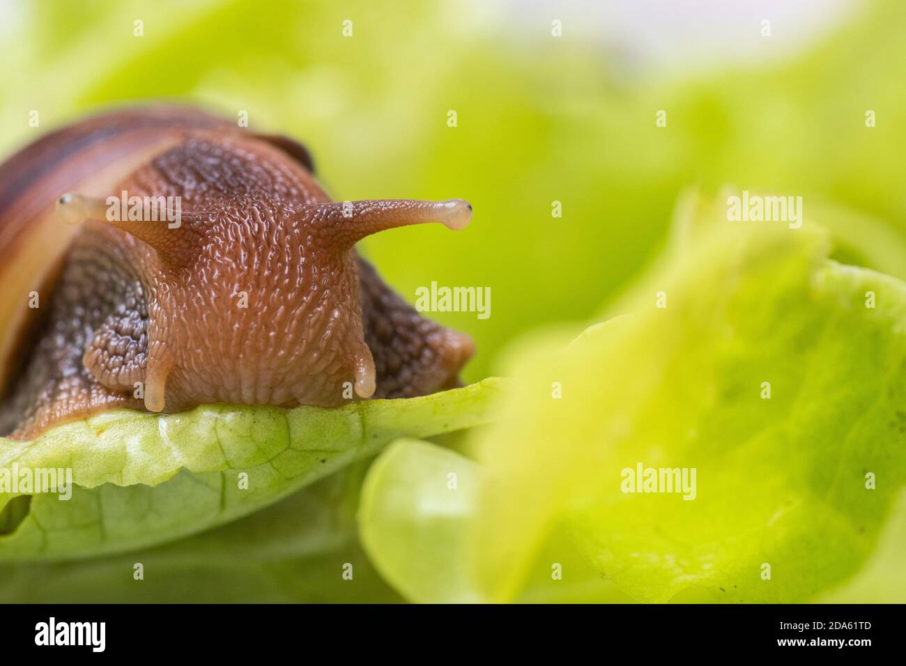Slug eats leaf hi-res stock photography and images - Alamy