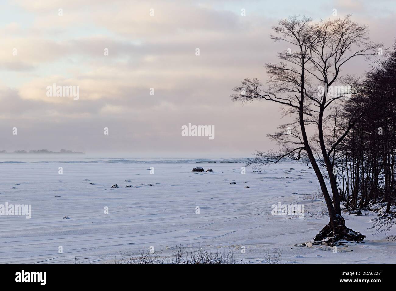 Winter minimalist landscape with frozen coast and alone silhouette tree ...