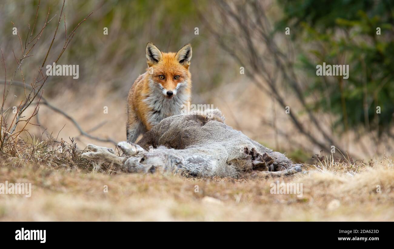 Buck and fox hi-res stock photography and images - Alamy
