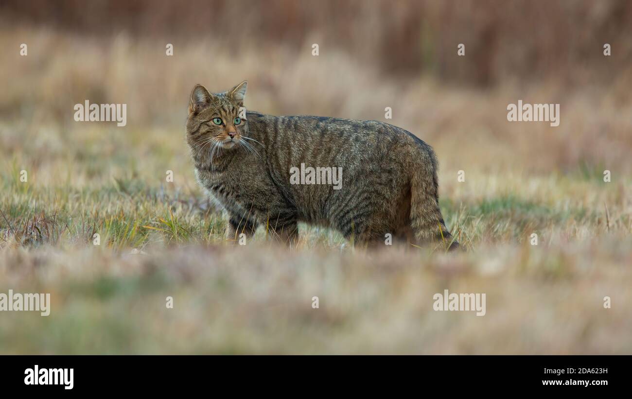 Standing marching hi-res stock photography and images - Alamy