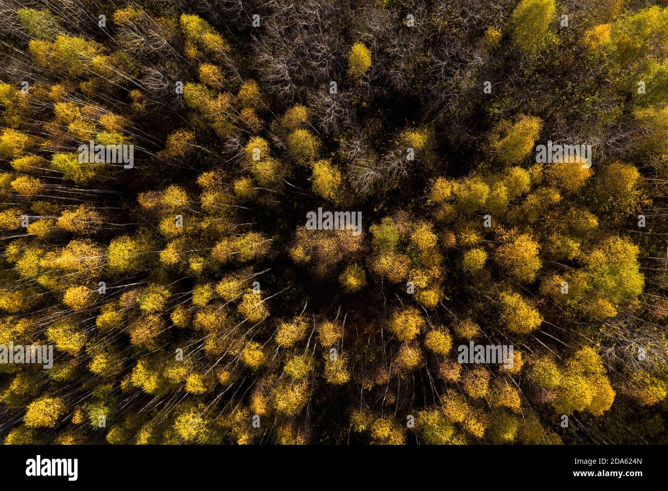Aerial treetop tree trees canopy hi-res stock photography and images ...