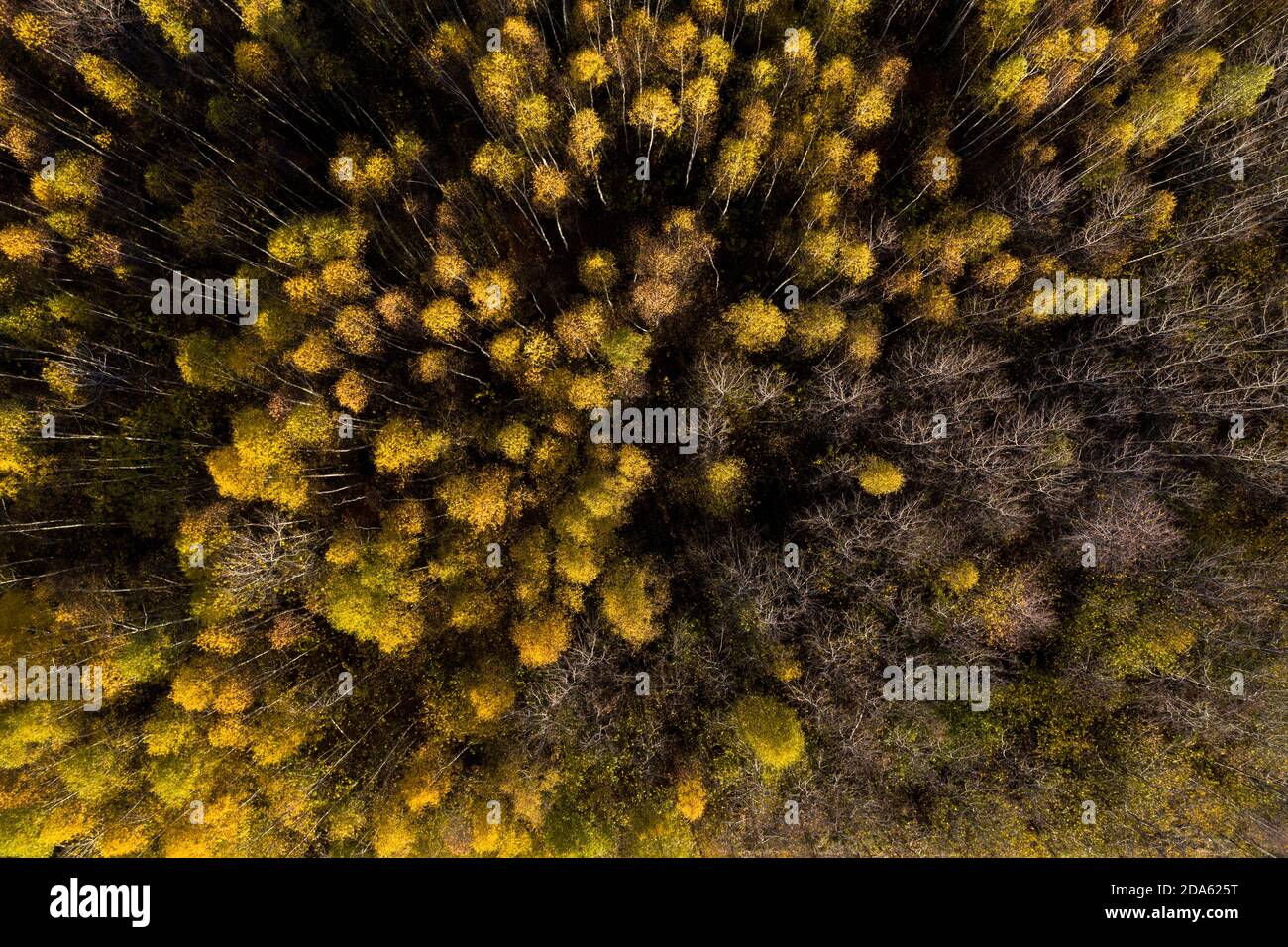 Full frame aerial view of yellow birch tree forest canopy by drone ...