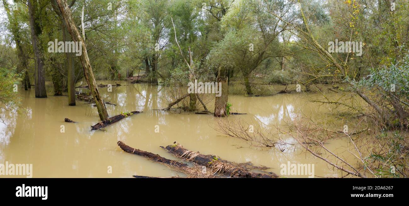 Flooded riparian forest with tree trunks floating on high water Stock ...