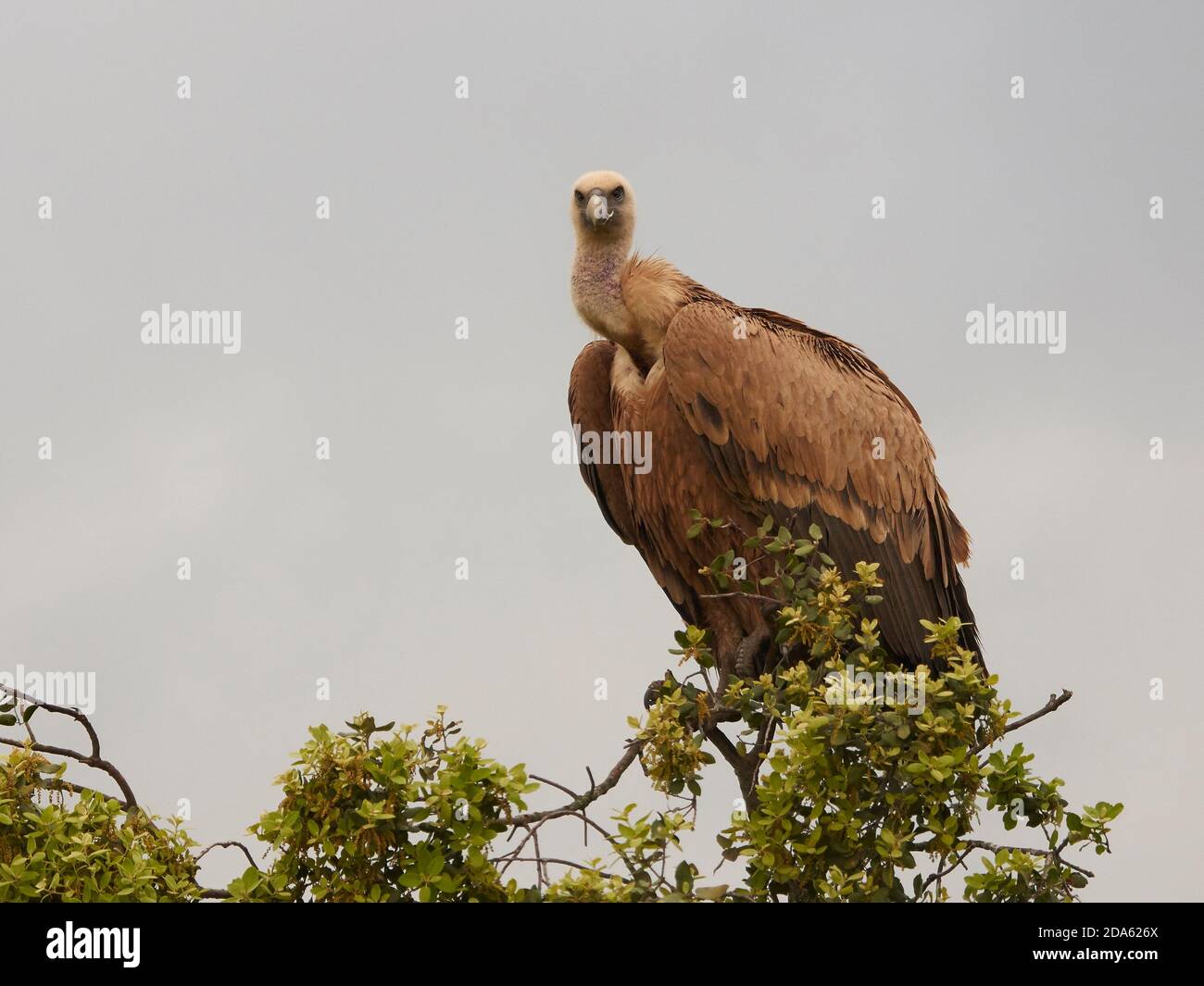 Griffon vulture resting in its natural habitat Stock Photo - Alamy