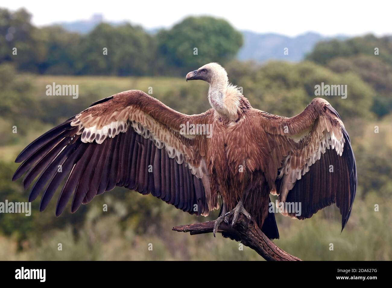 Spanish bird habitat hi-res stock photography and images - Alamy