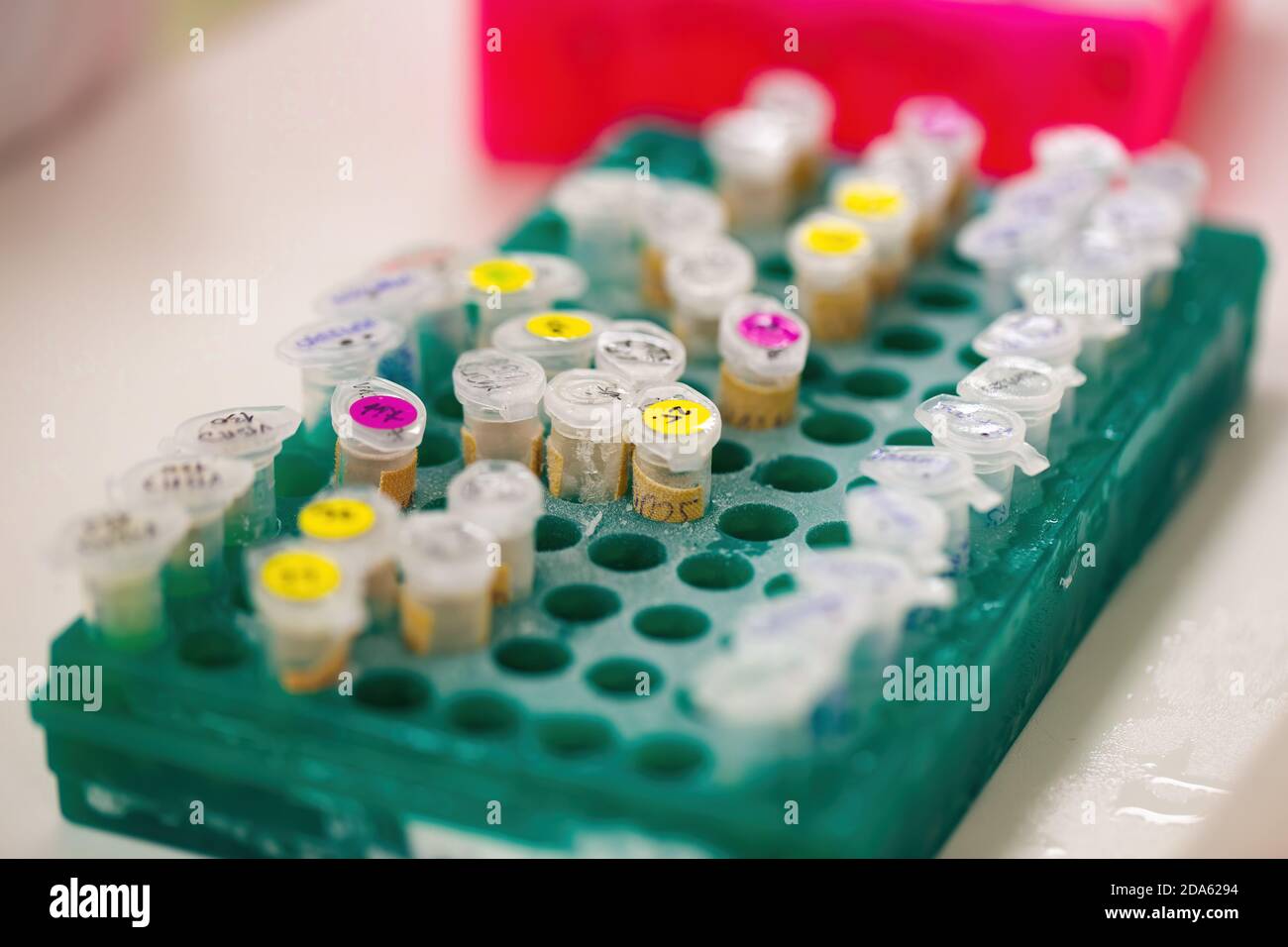 Several test tubes standing in green holder inside a laboratory Stock ...