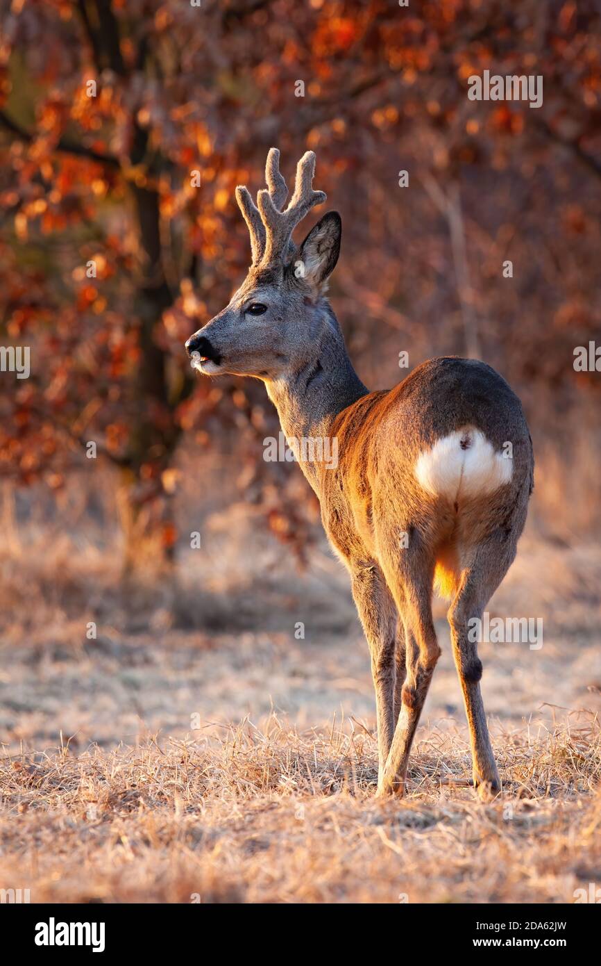 Roe deer frost woodland hi-res stock photography and images - Alamy