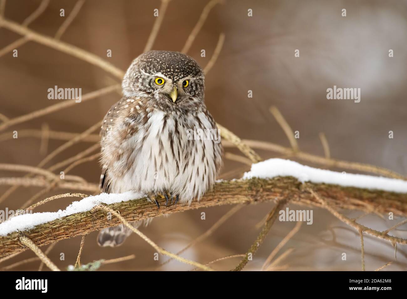 Eurasian pygmy owl watching hi-res stock photography and images - Alamy