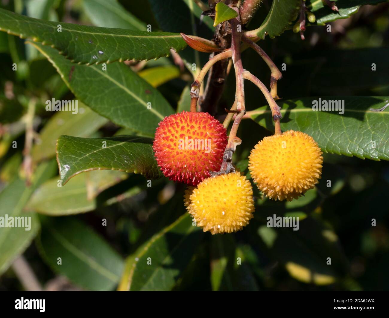 Strawberry fruit tree in Liguria, Italy in autumn Stock Photo - Alamy