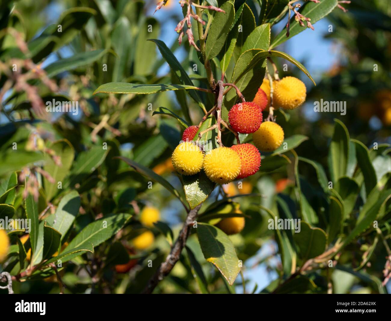 Tree Corbezzolo High Resolution Stock Photography and Images - Alamy