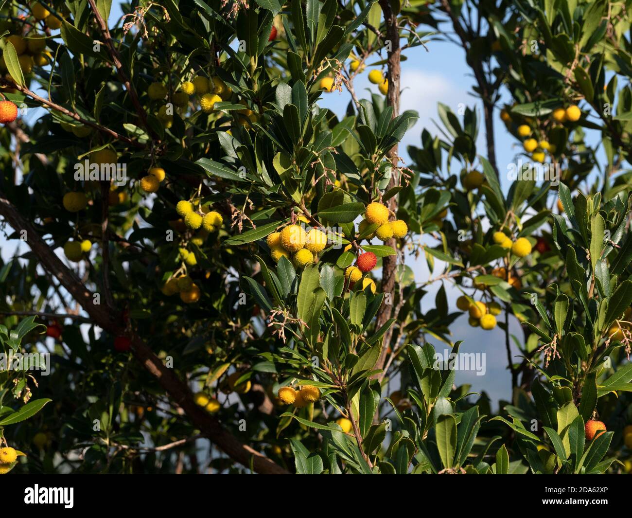 Tree Corbezzolo High Resolution Stock Photography and Images - Alamy