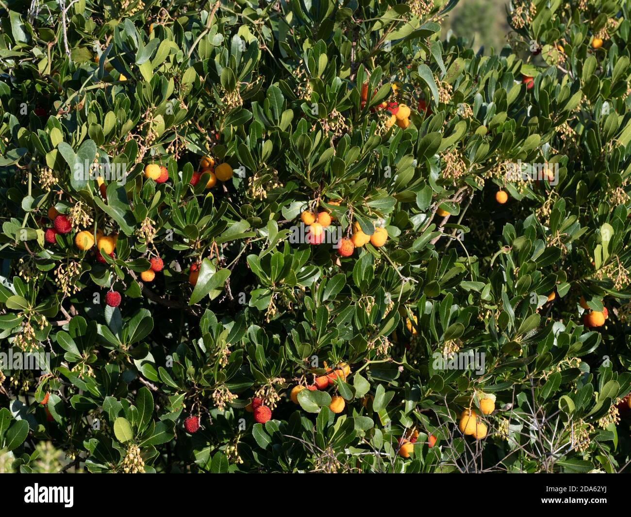 Strawberry fruit tree in Liguria, Italy in autumn Stock Photo - Alamy