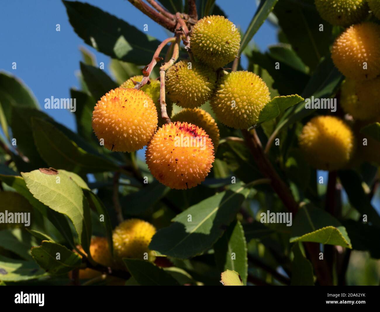 Strawberry fruit tree in Liguria, Italy in autumn Stock Photo - Alamy